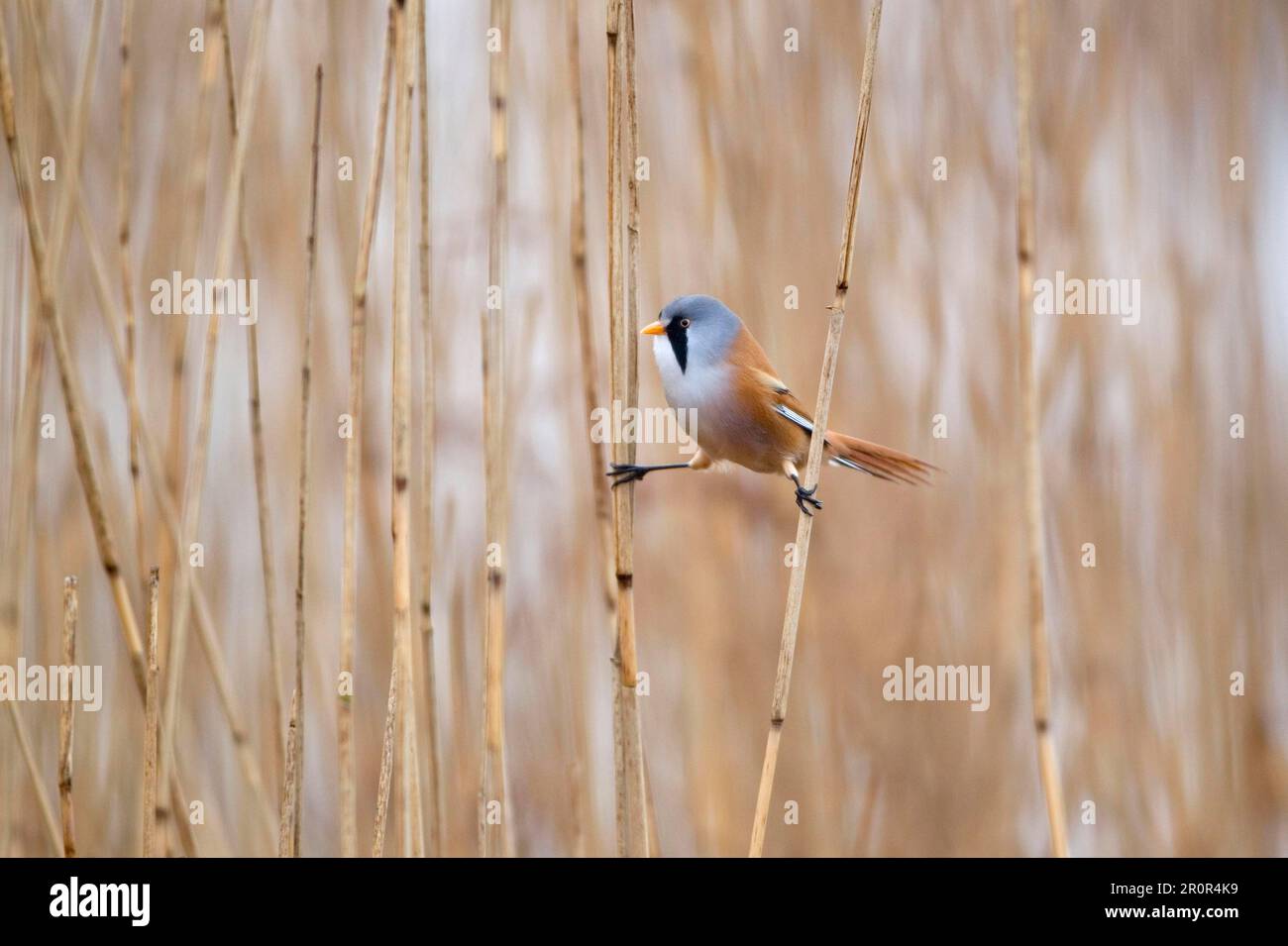Bearded reedling (Panurus biarmicus), adult male, sitting on reed ...