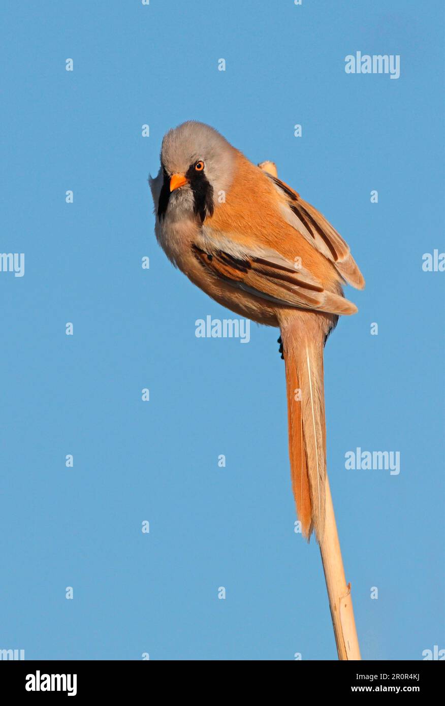 Bearded Tit (Panurus biarmicus russicus), adult male, sitting on a reed ...