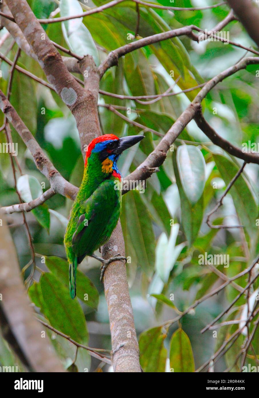 Many-coloured Barbet, Many-coloured Barbet, Woodpeckers, Animals, Birds ...