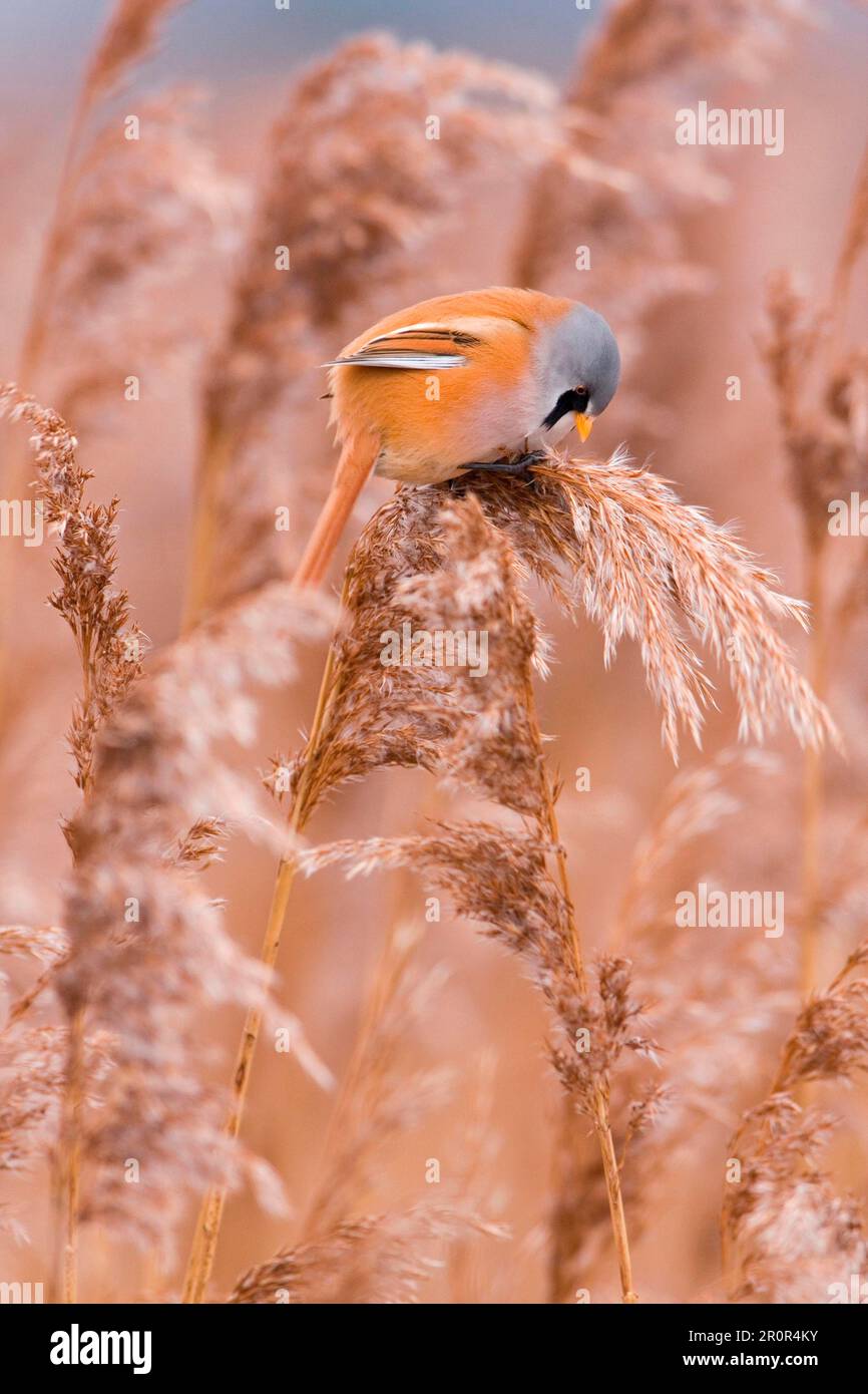 Bearded panurus biarmicus feeding hi-res stock photography and images ...