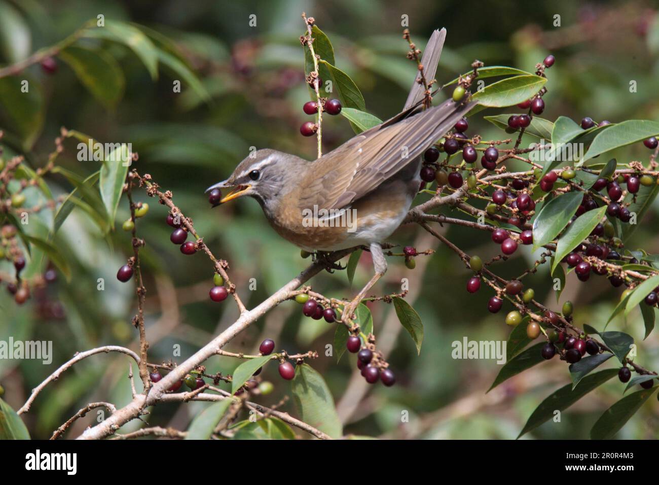 Eyebrow thrush hi-res stock photography and images - Alamy
