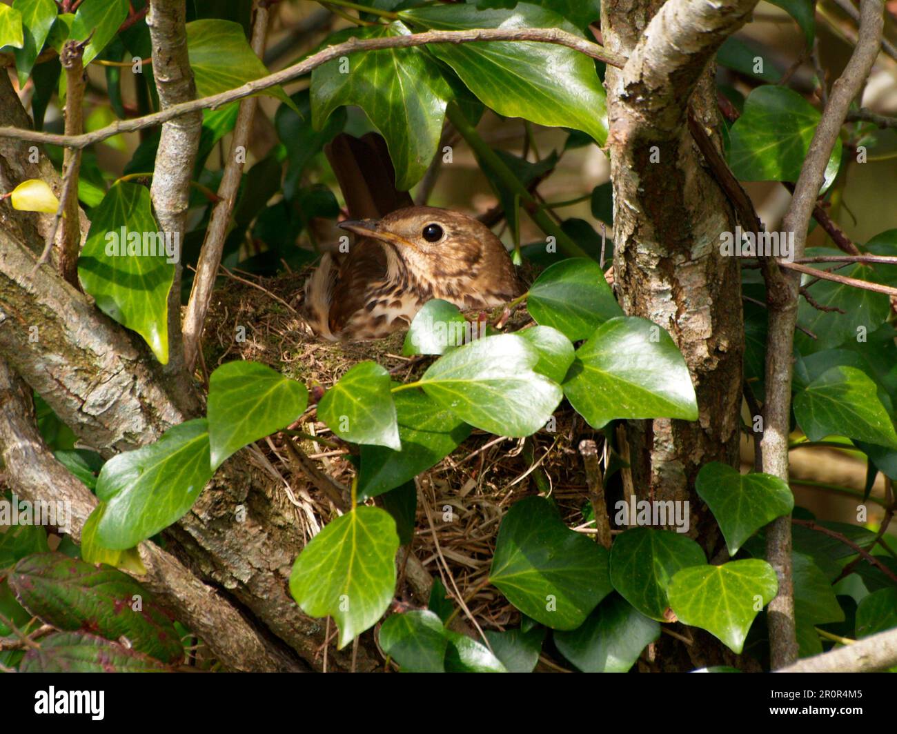 Song thrush (Turdus philomelos), adult, sitting on a nest in a tree ...