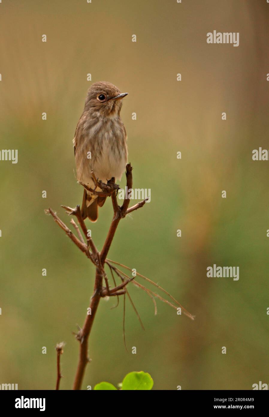 Sooty Flycatcher, Siberian Flycatcher, Siberian Grey Flycatcher, Sooty ...