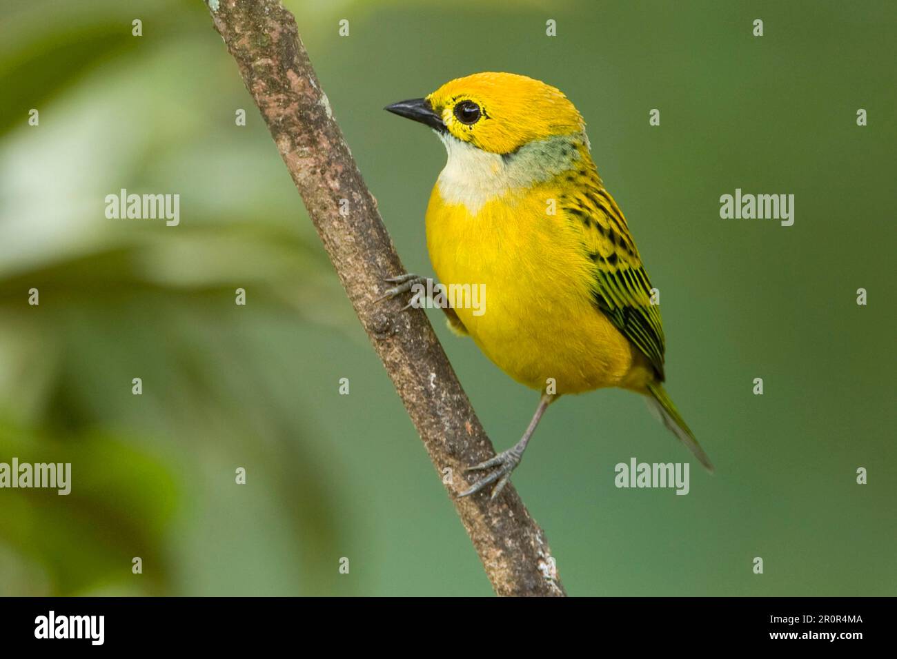 Silver-throated tanager (Tangara icterocephala), Silver-throated Tanager, tanagers, songbirds ...
