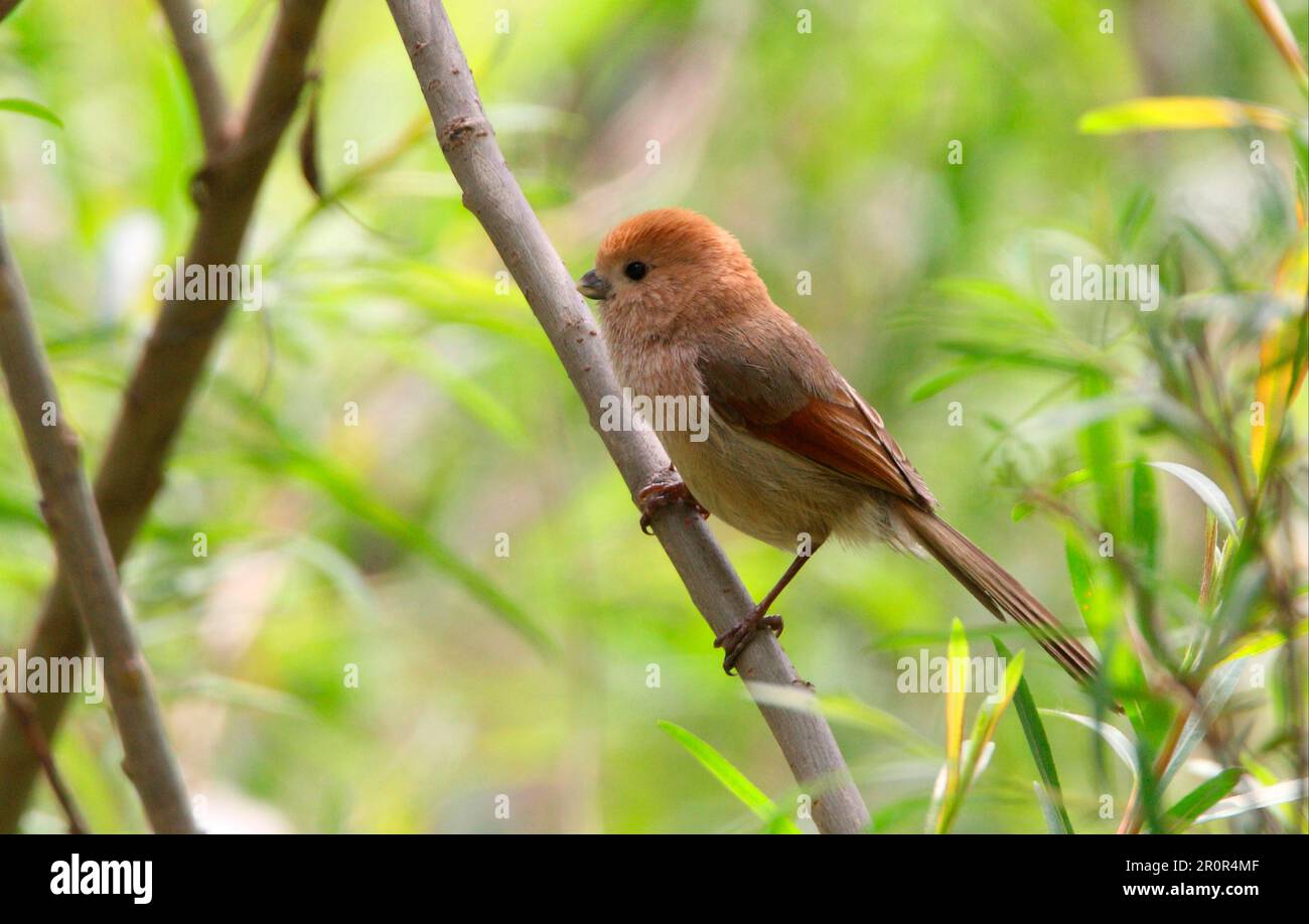 Paradoxornis webbianus hi-res stock photography and images - Alamy