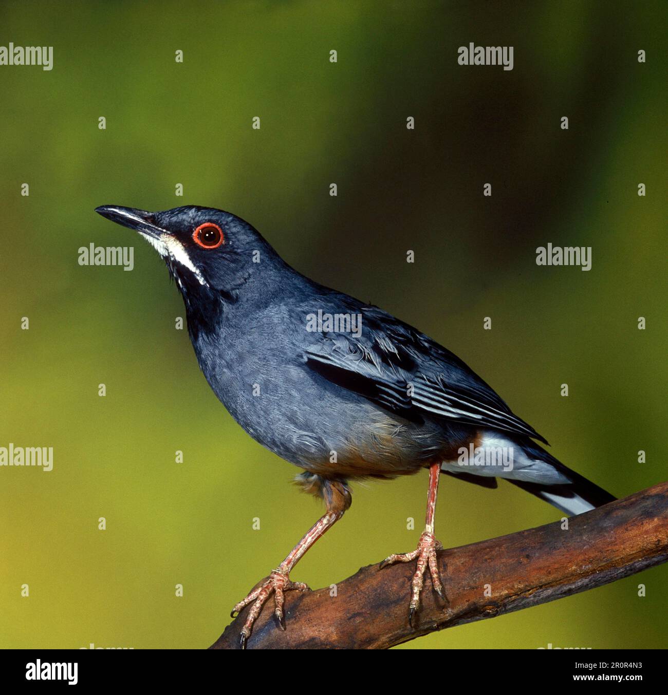 Red-legged Thrush (Turdus plumbeus), Red-legged Thrushes, Songbirds ...