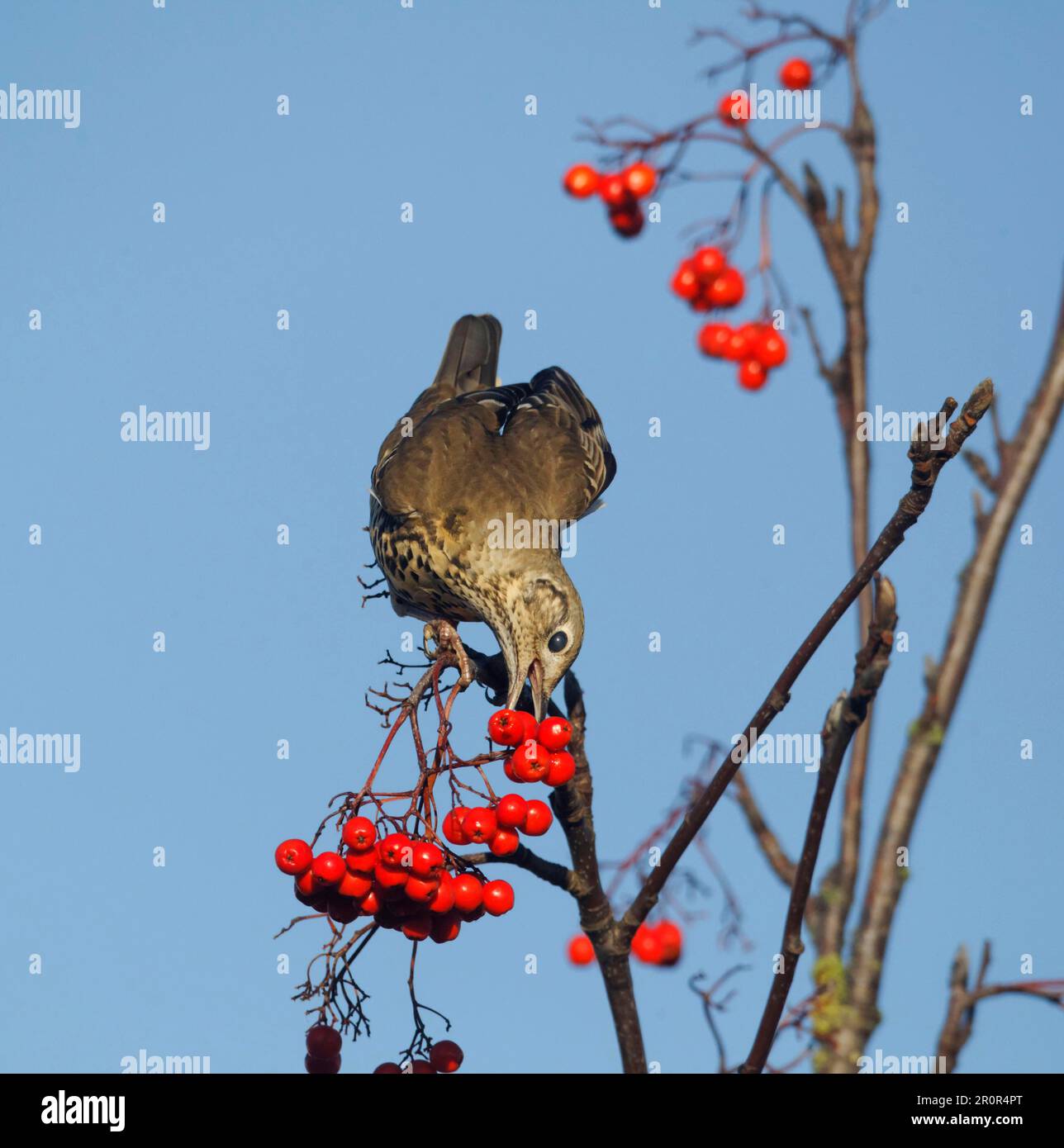 Mistle Thrush, mistle thrushes (Turdus viscivorus), songbirds, animals ...