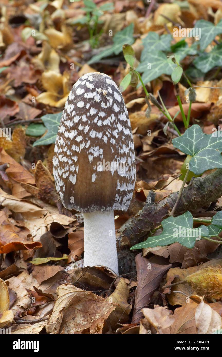 Coprinopsis picacea hi-res stock photography and images - Alamy