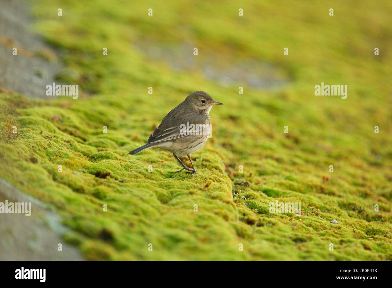 Pacific Pipit, Pacific Water Pipit, Pacific Pipit, Pacific Water Pipit ...