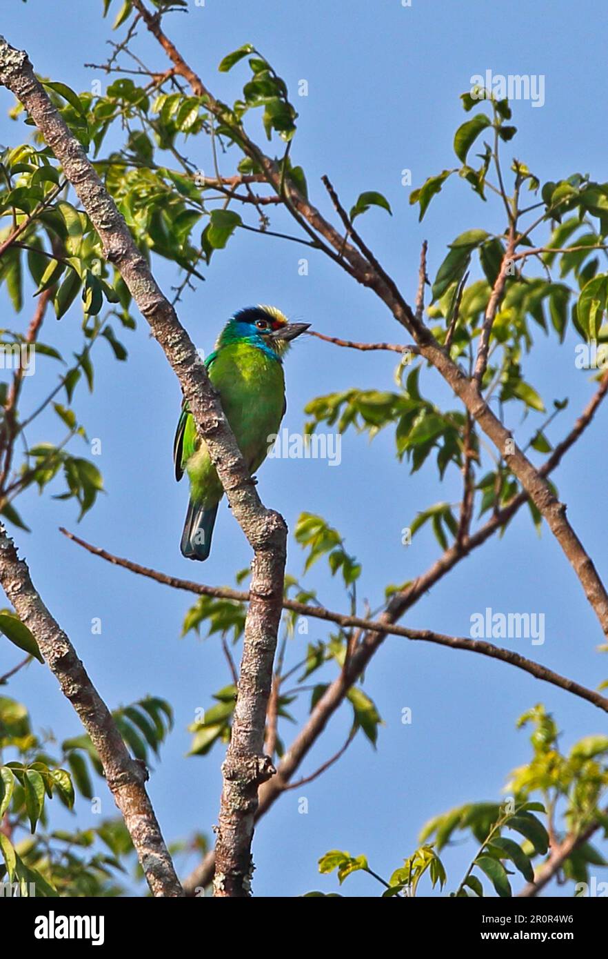Green Barbet, Green Barbet Birds, Barbet Birds, Woodpeckers, Animals ...