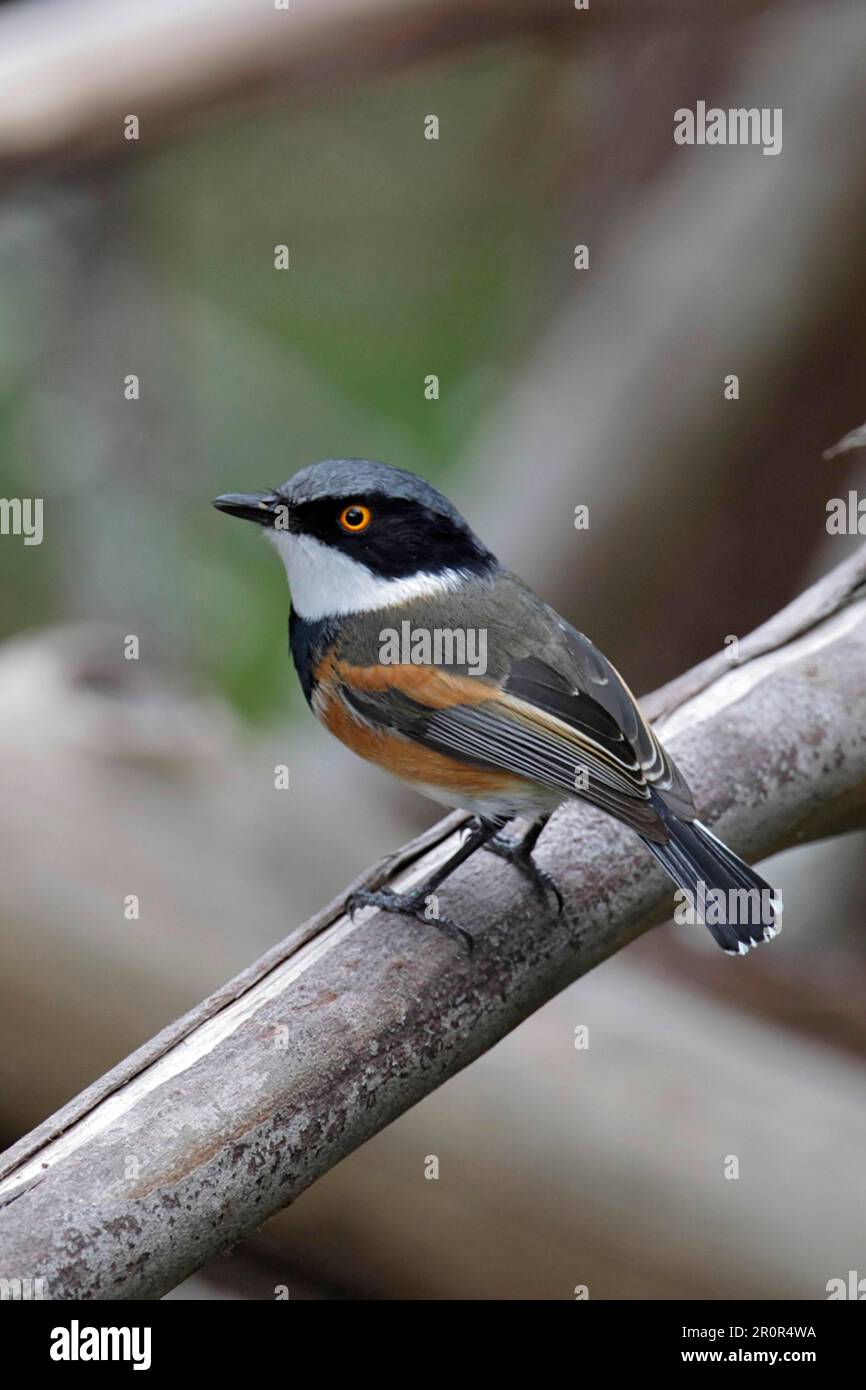 Batis plant hi-res stock photography and images - Alamy