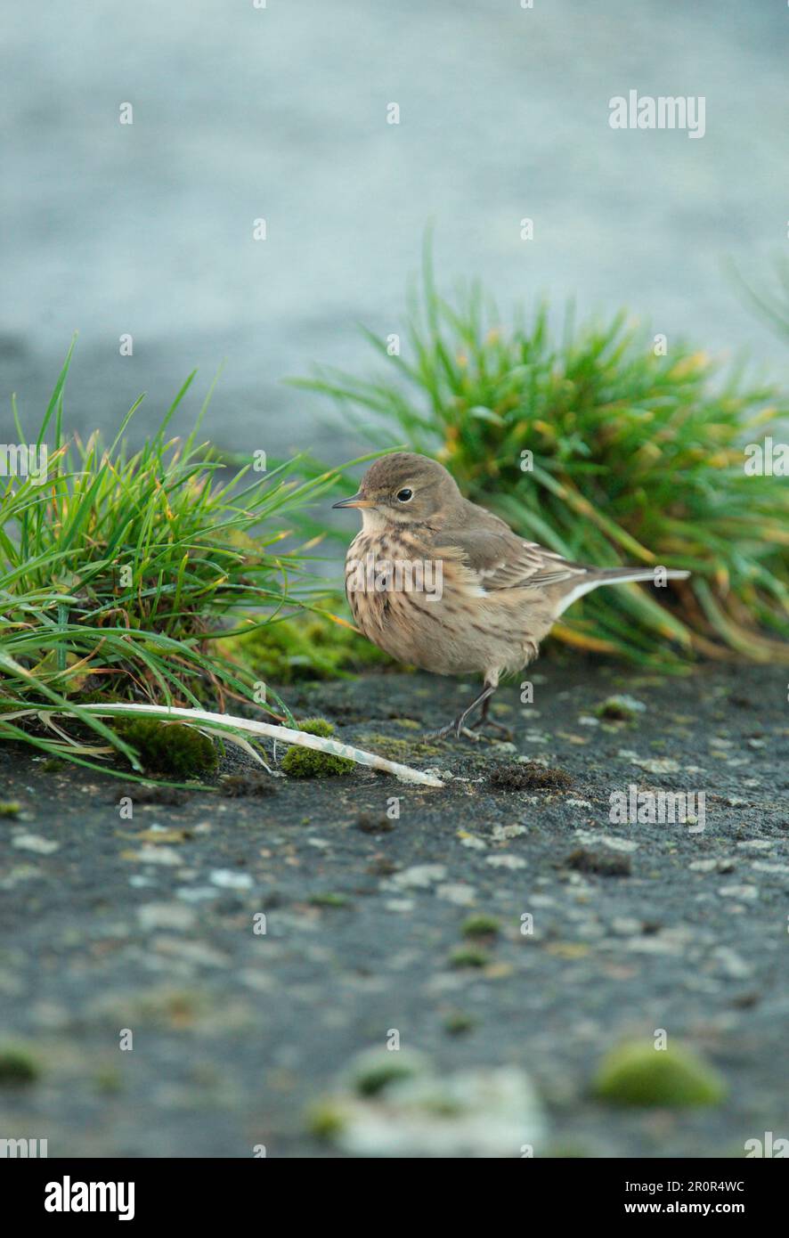 Pacific Pipit, Pacific Water Pipit, Pacific Pipit, Pacific Water Pipit ...