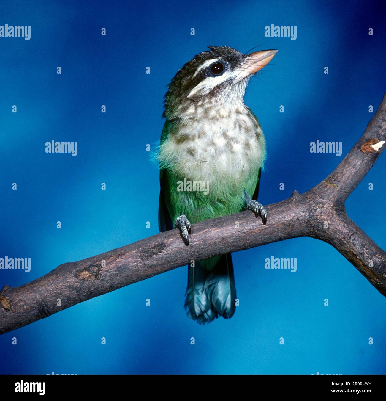 Green Barbet, Green Barbet Birds, Barbet Birds, Woodpeckers, Animals ...