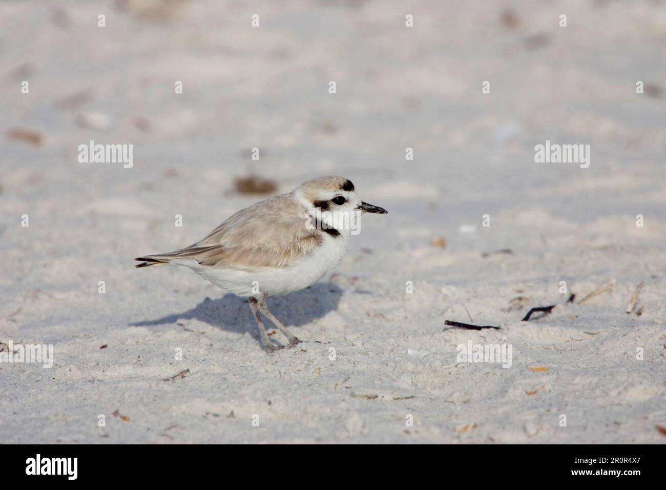 Kentish Plover (charadrius alexandrinus) known as snowy plover ...