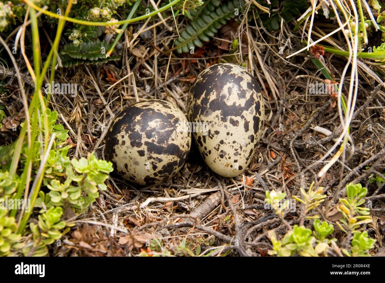 Plovers, Animals, Birds, Waders, Rufous chested Dotterel, Charadrius ...