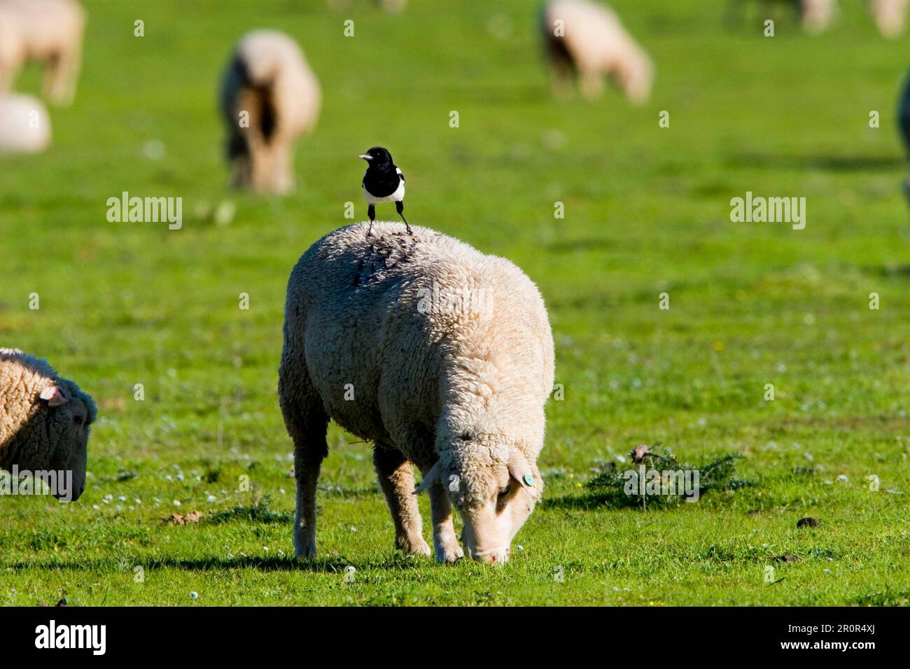 Magpie on the back of a sheep Stock Photo - Alamy