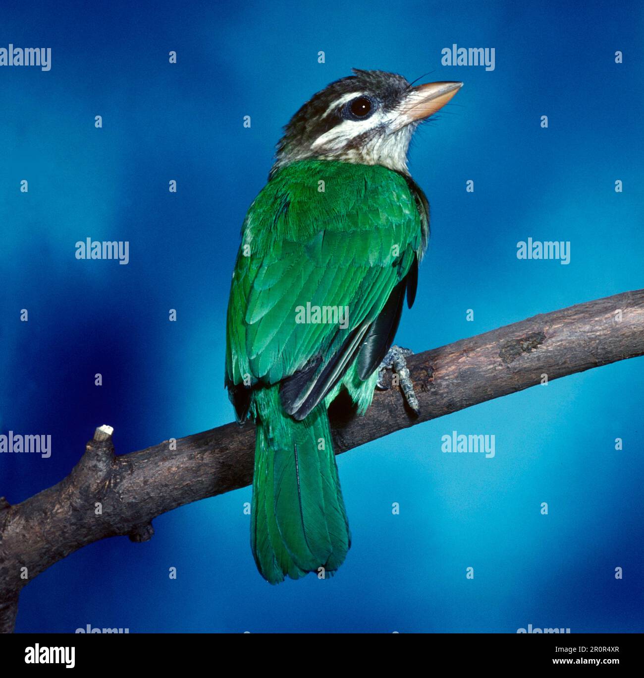 Green Barbet, Green Barbet Birds, Barbet Birds, Woodpeckers, Animals ...