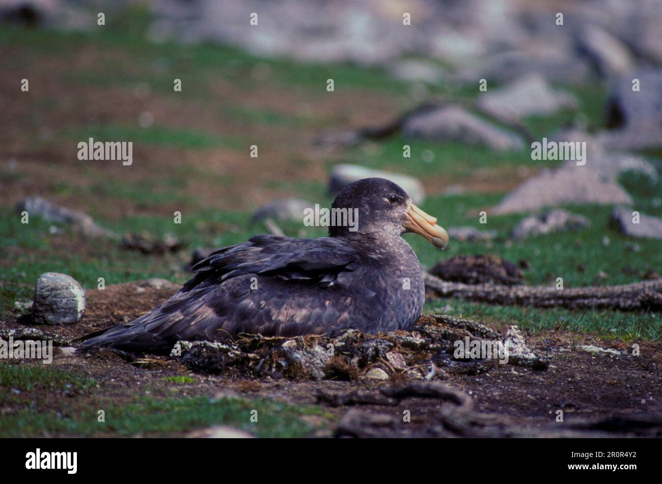 Southern Giant Petrel, Southern Giant Petrels, Tube-nosed, Animals ...