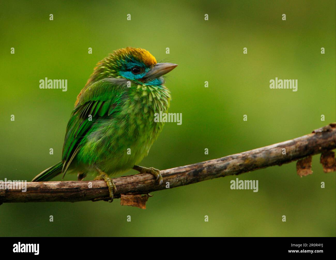 Sinharaja forest sri lanka hi-res stock photography and images - Alamy
