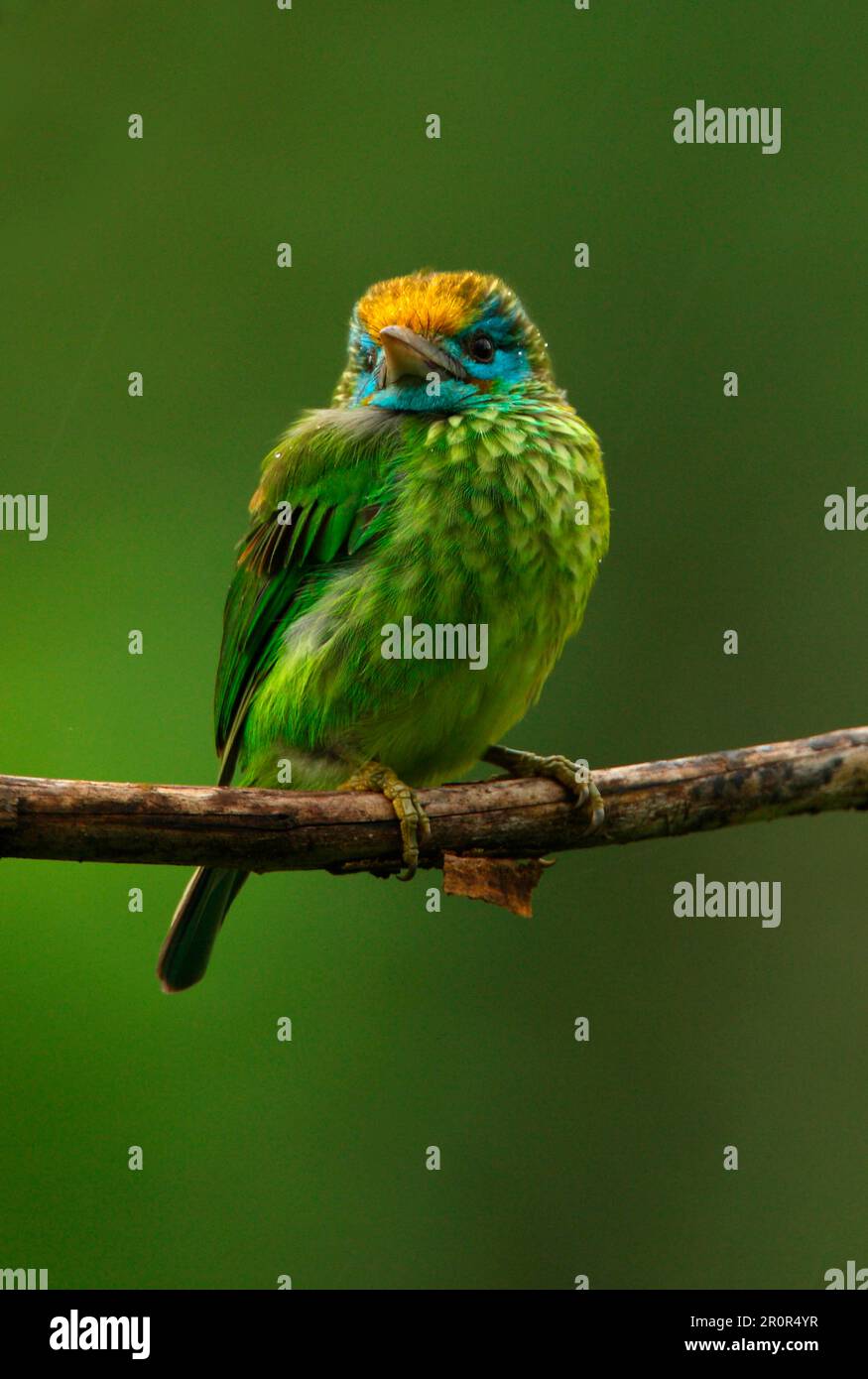 Sinharaja forest sri lanka hi-res stock photography and images - Alamy