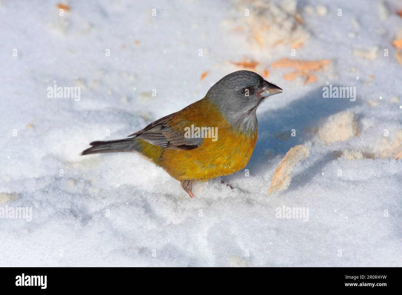 Magellanic finch, Magellanic finch, songbirds, animals, birds, finches ...