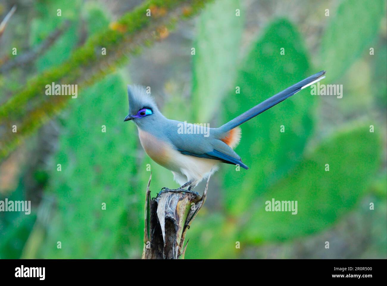Crested silk cuckoos hi-res stock photography and images - Alamy