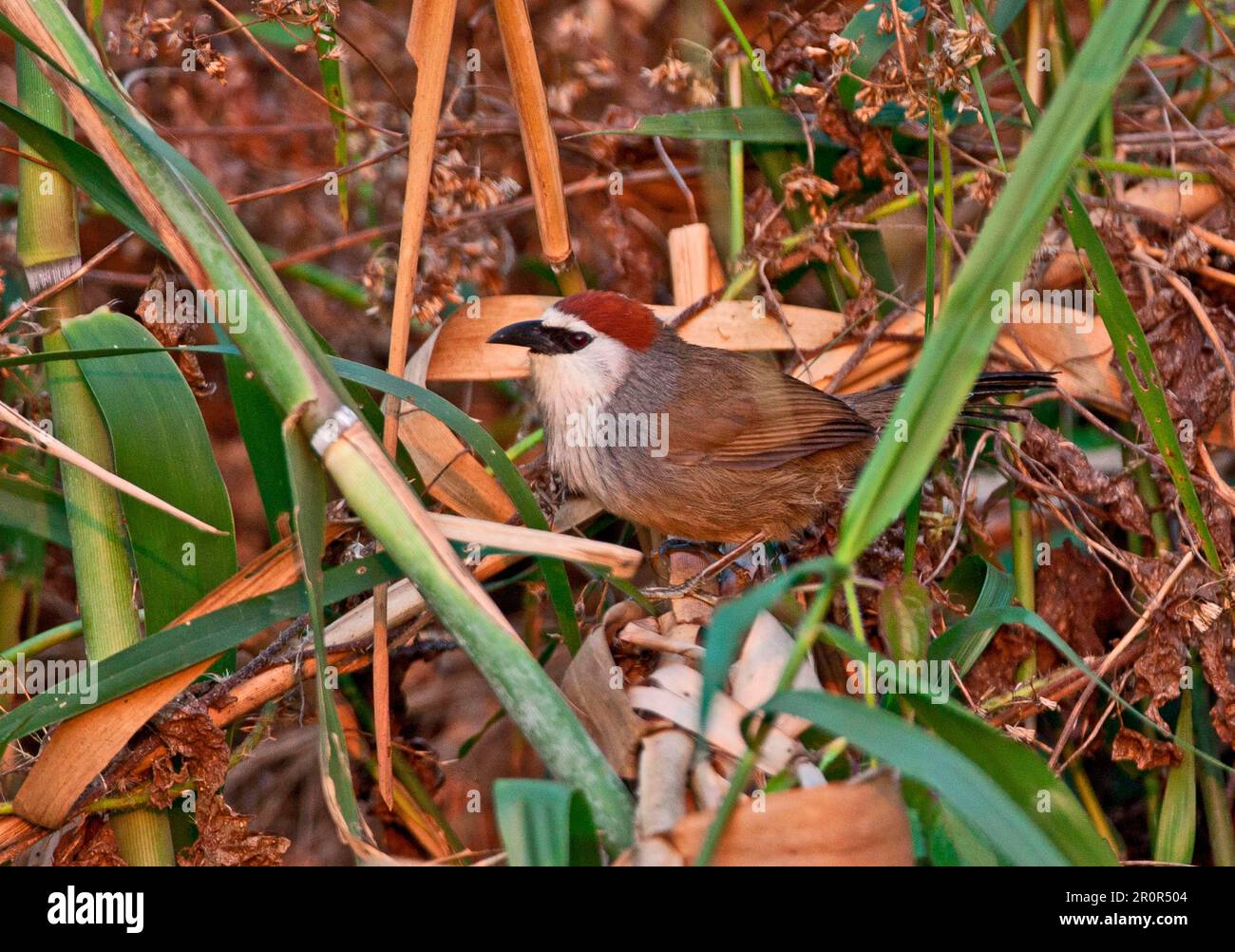 Chestnut-capped Scimitar Babbler (Timalia pileata bengalensis), adult ...