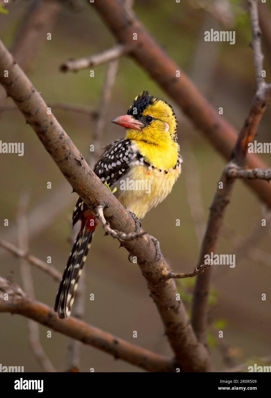 Bearded woodpeckers hi-res stock photography and images - Alamy