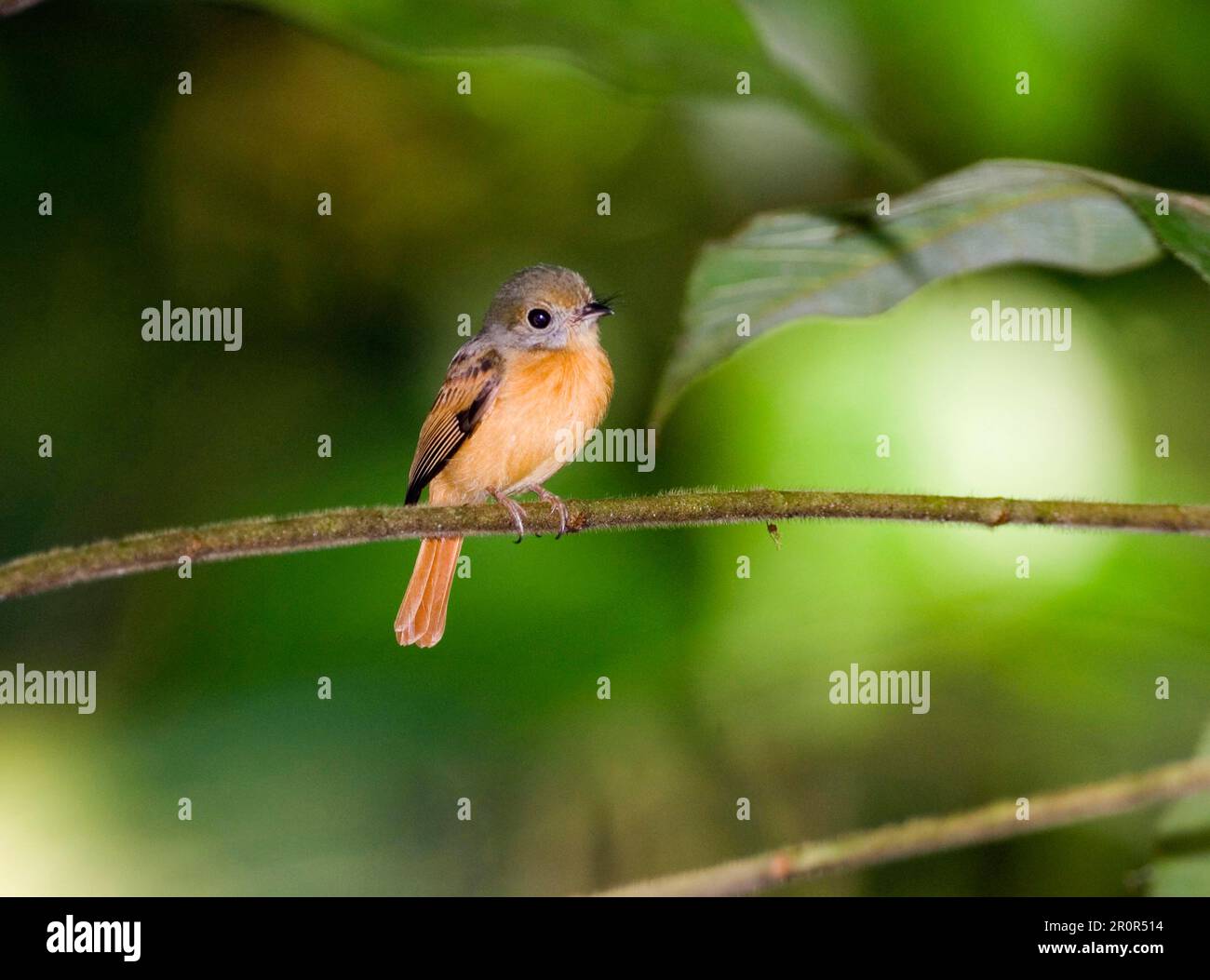 Red-tailed Flycatcher, animals, birds, Ruddy-tailed Flycatcher ...