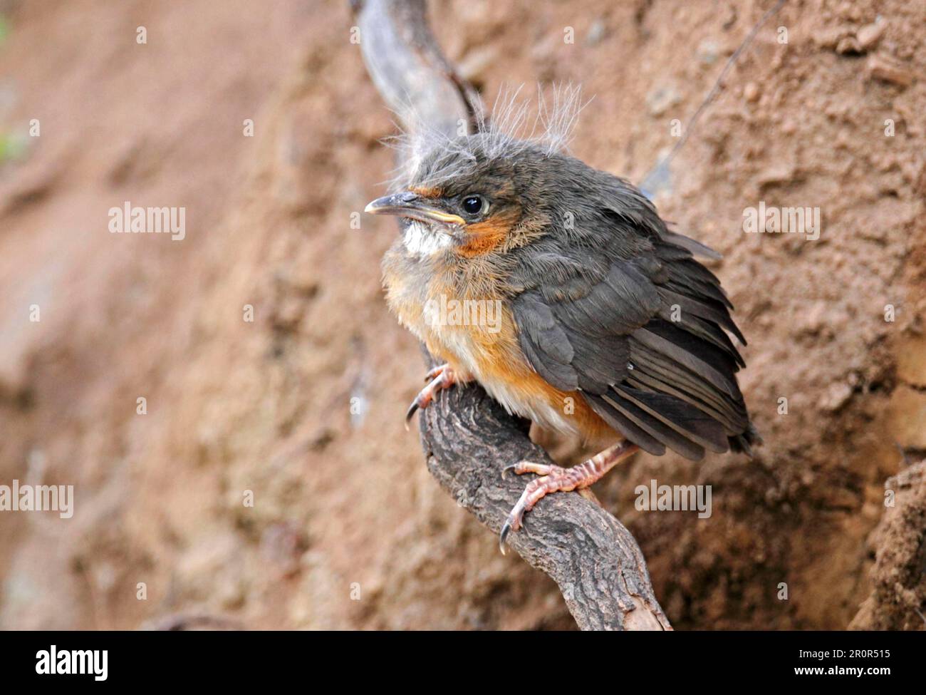 Black-streaked Scimitar-babbler (Pomatorhinus gravivox) fledgling ...