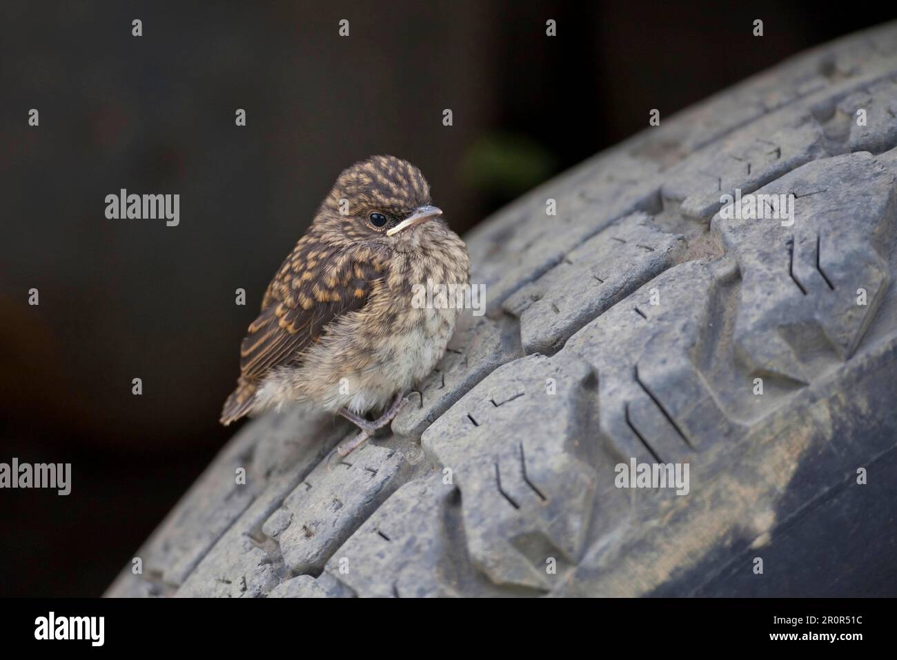 Swamp Flycatcher, songbirds, animals, birds, Swamp Flycatcher ...