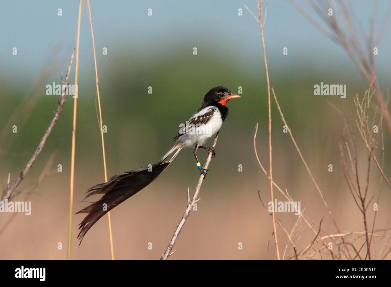 Strange-tailed adult tyrant (Alectrurus risora), male, in breeding ...