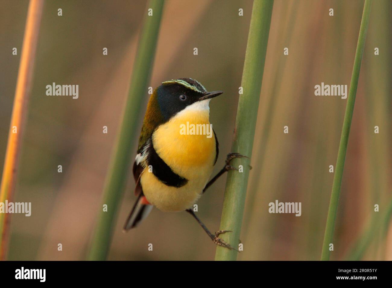 Many-coloured Rush-tyrant, Many-coloured Rush-tyrant, Animals, Birds ...