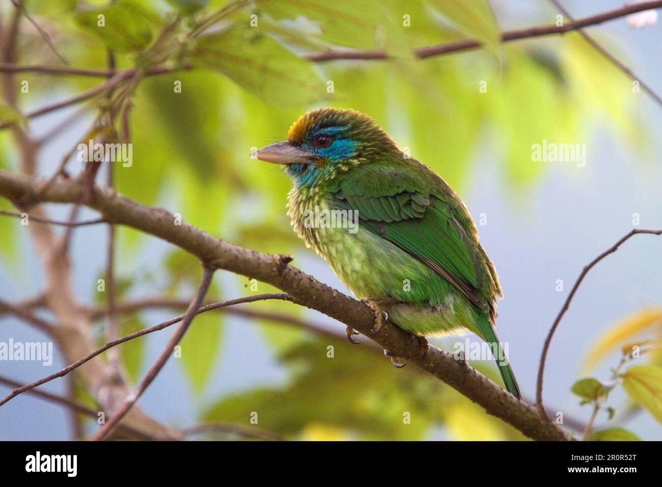 Golden-fronted Barbet, Golden-fronted Barbet, Woodpeckers, Animals ...