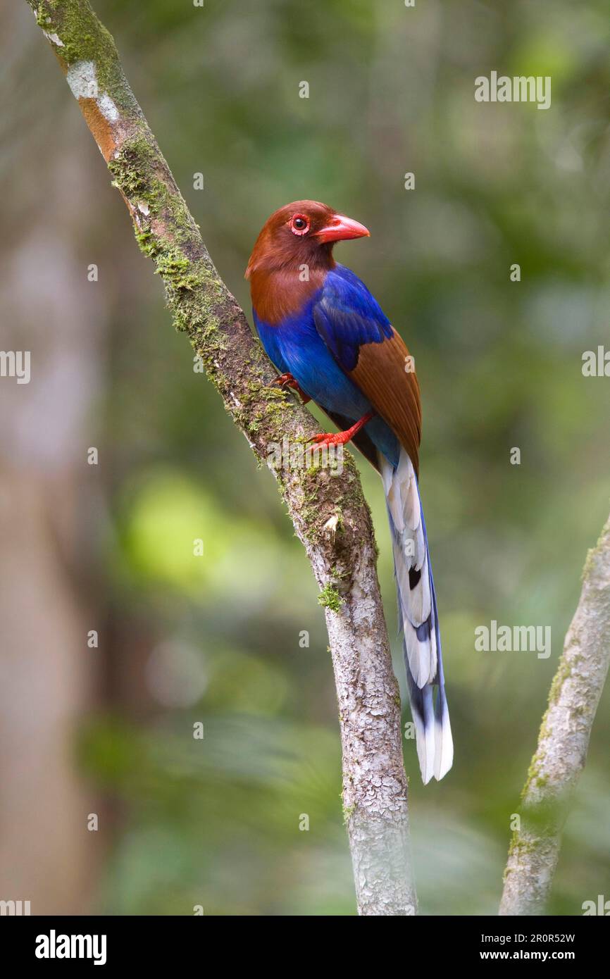 Jewelled Kitta, Jewelled Kittas, Corvids, Songbirds, Animals, Birds ...
