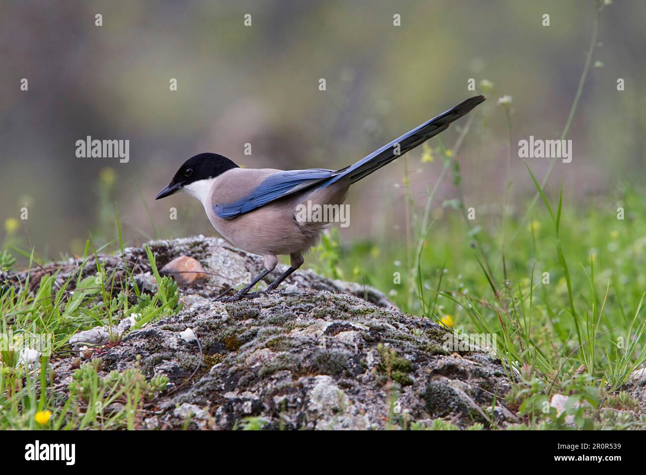 Azure-winged magpies (Cyanopica cyana), corvids, songbirds, animals ...