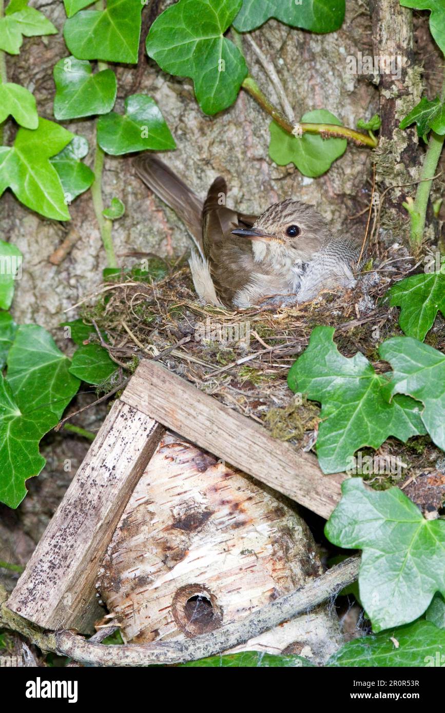 Spotted Flycatcher, songbirds, animals, birds, Spotted Flycatcher ...