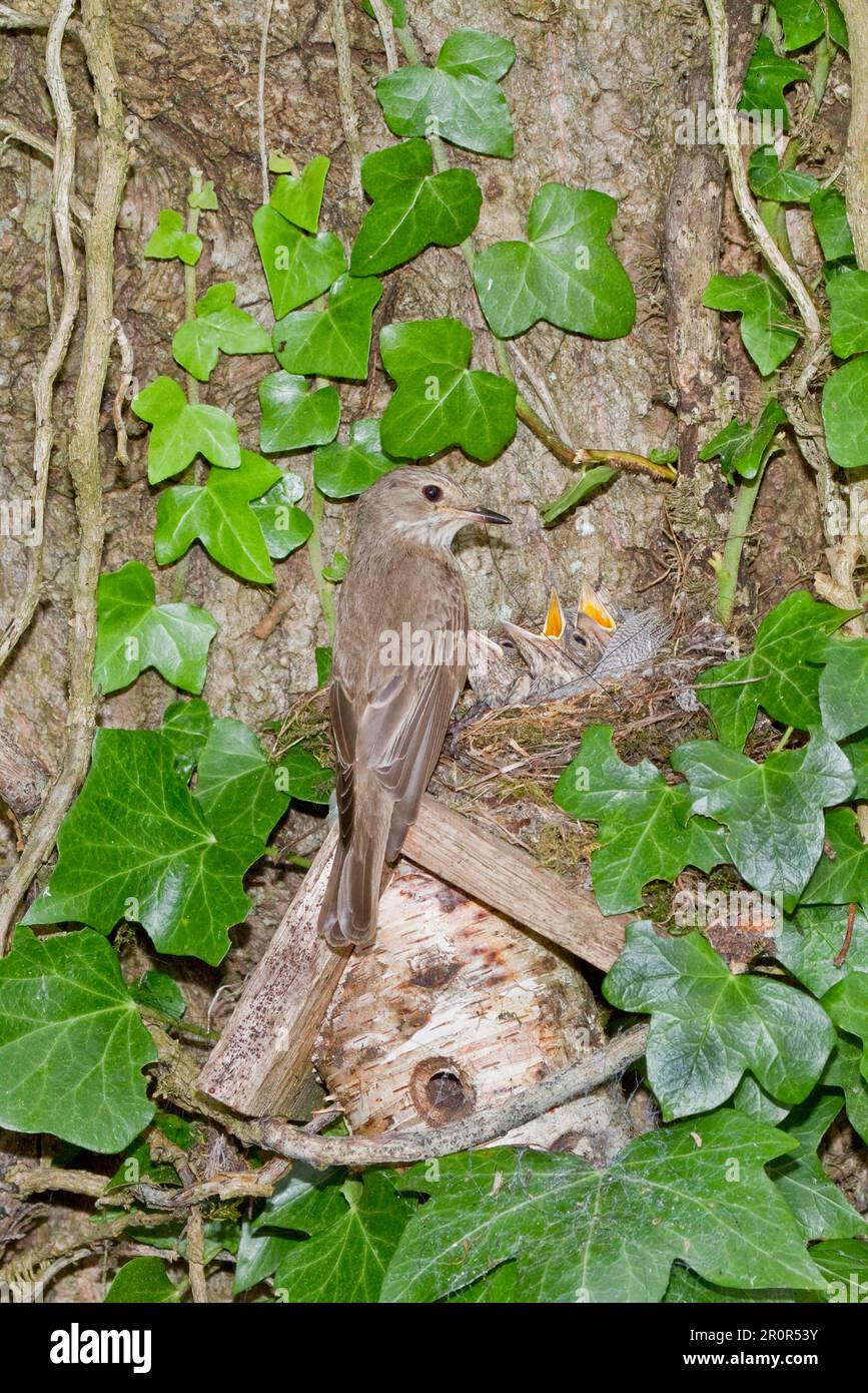 Spotted Flycatcher, songbirds, animals, birds, Spotted Flycatcher ...