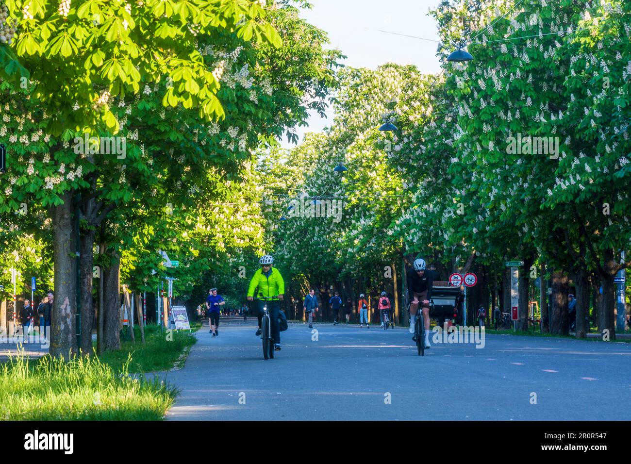 Vienna: main avenue Hauptallee in park Prater, flowering chestnut trees ...