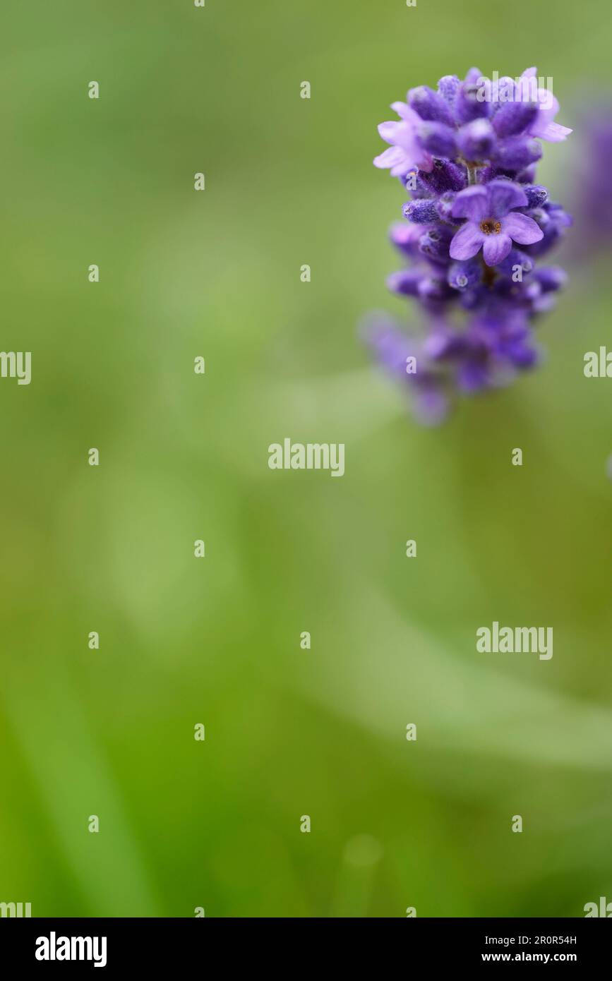 Common lavender (Lavandula angustifolia Stock Photo - Alamy