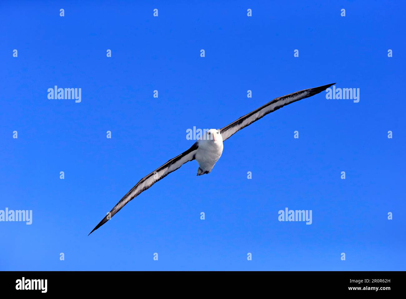 Black-Browed Albatross (Thalassarche melanophrys), Cape of the Good ...