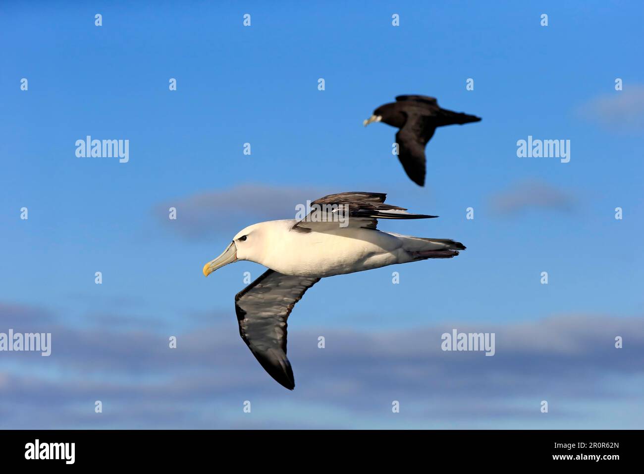 Shy albatross (Thalassarche cauta) followed by White-chinned Petrel ...