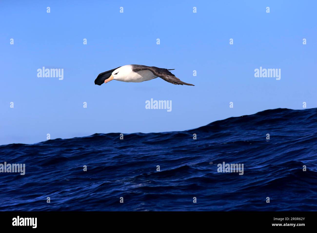 Black-Browed Albatross (Thalassarche melanophrys), Cape of the Good ...