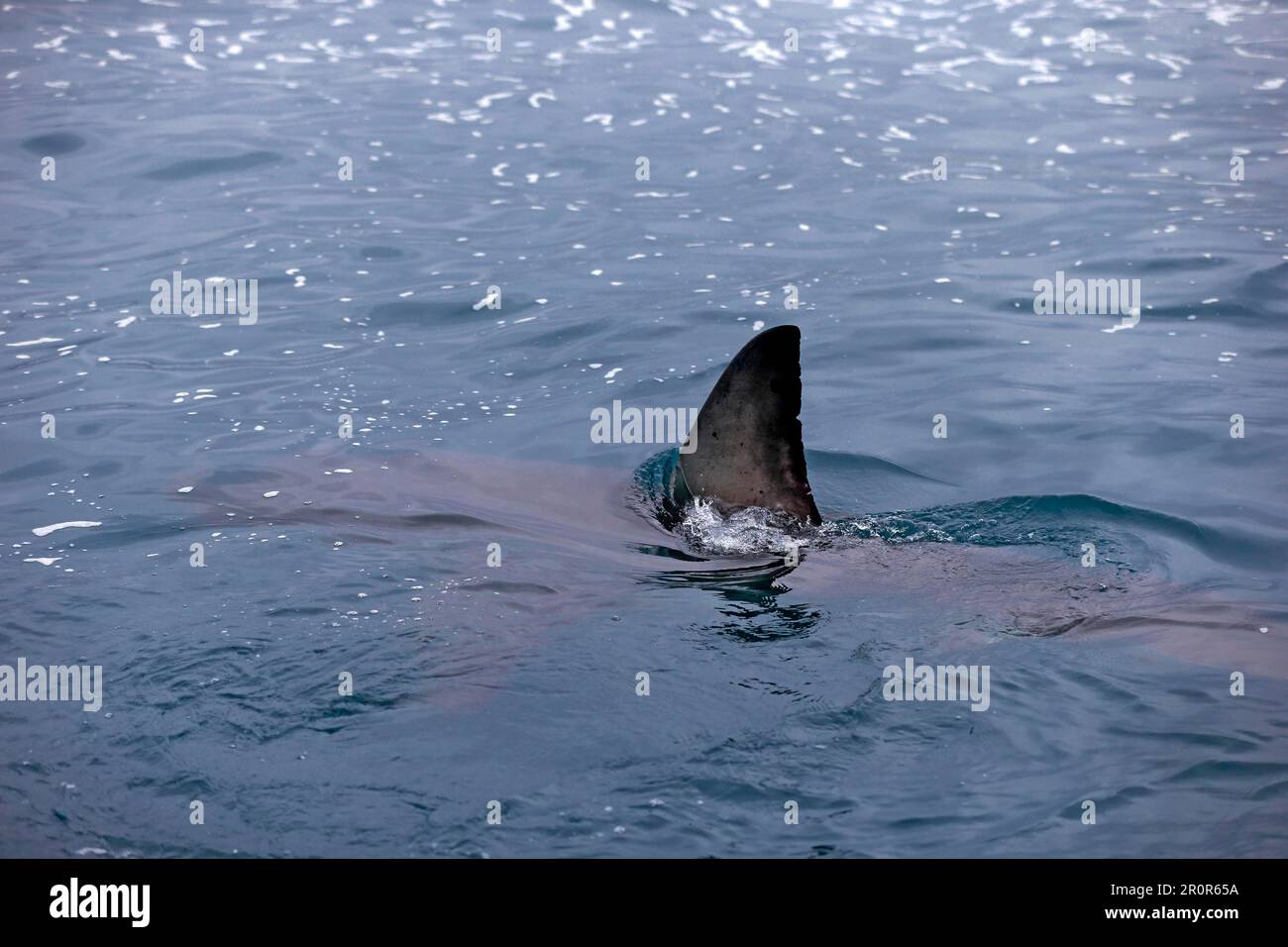 Great white shark person hi-res stock photography and images - Alamy