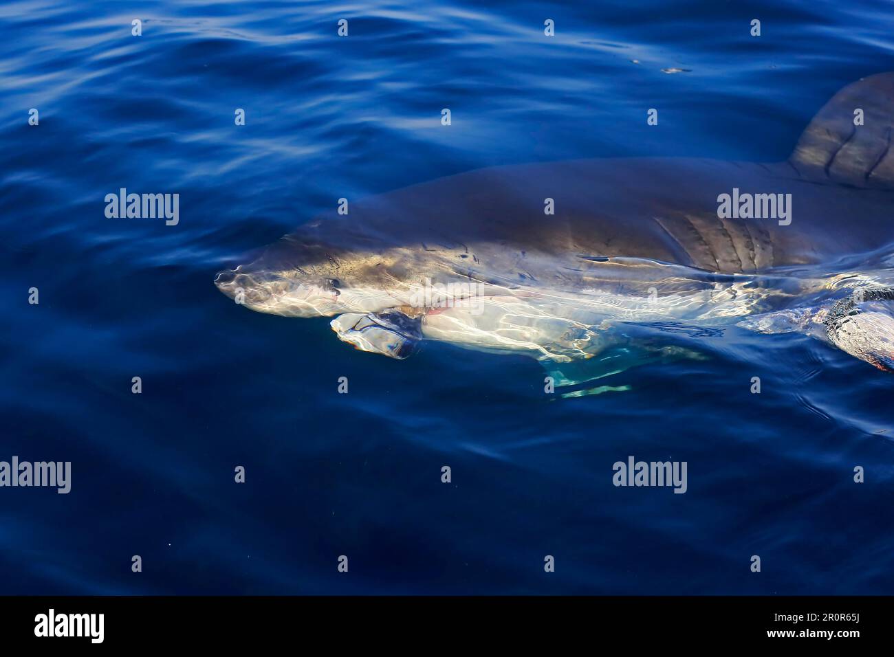 South african great white sharks hi-res stock photography and images ...