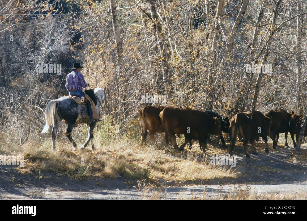 Colorado cowboy herding cattle through the woods Stock Photo - Alamy