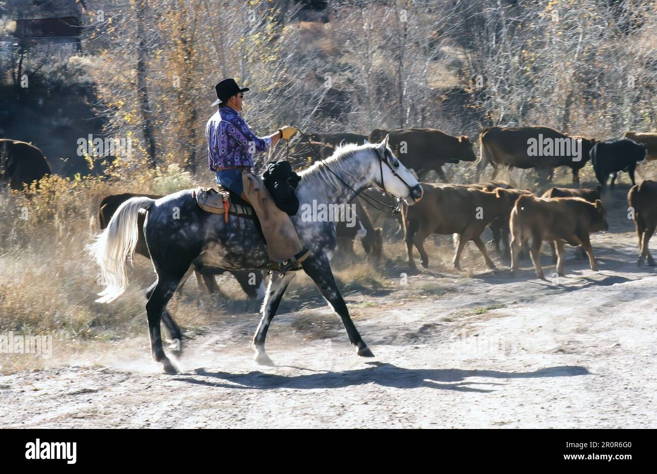 Colorado cowboy herding cattle Stock Photo - Alamy