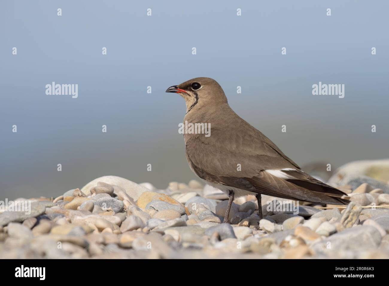 Common waders hi-res stock photography and images - Alamy