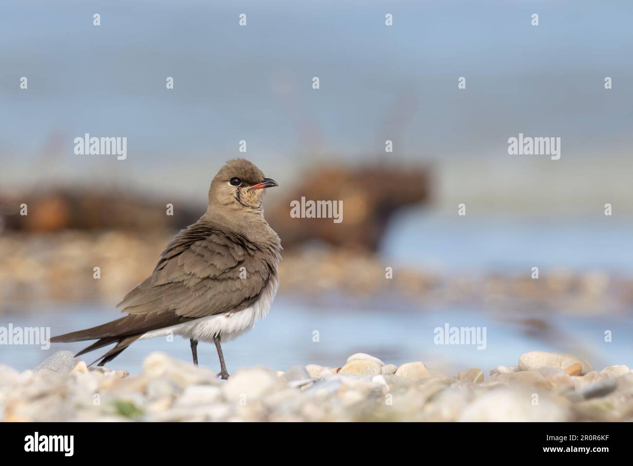 The collared pratincole (Glareola pratincola) or common pratincole or ...