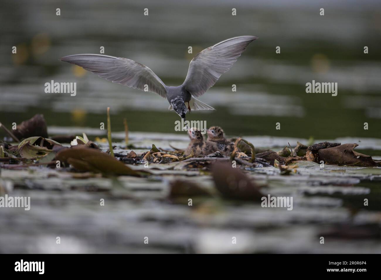 Black terns (Chlidonias niger), feeding young birds on lily pads ...